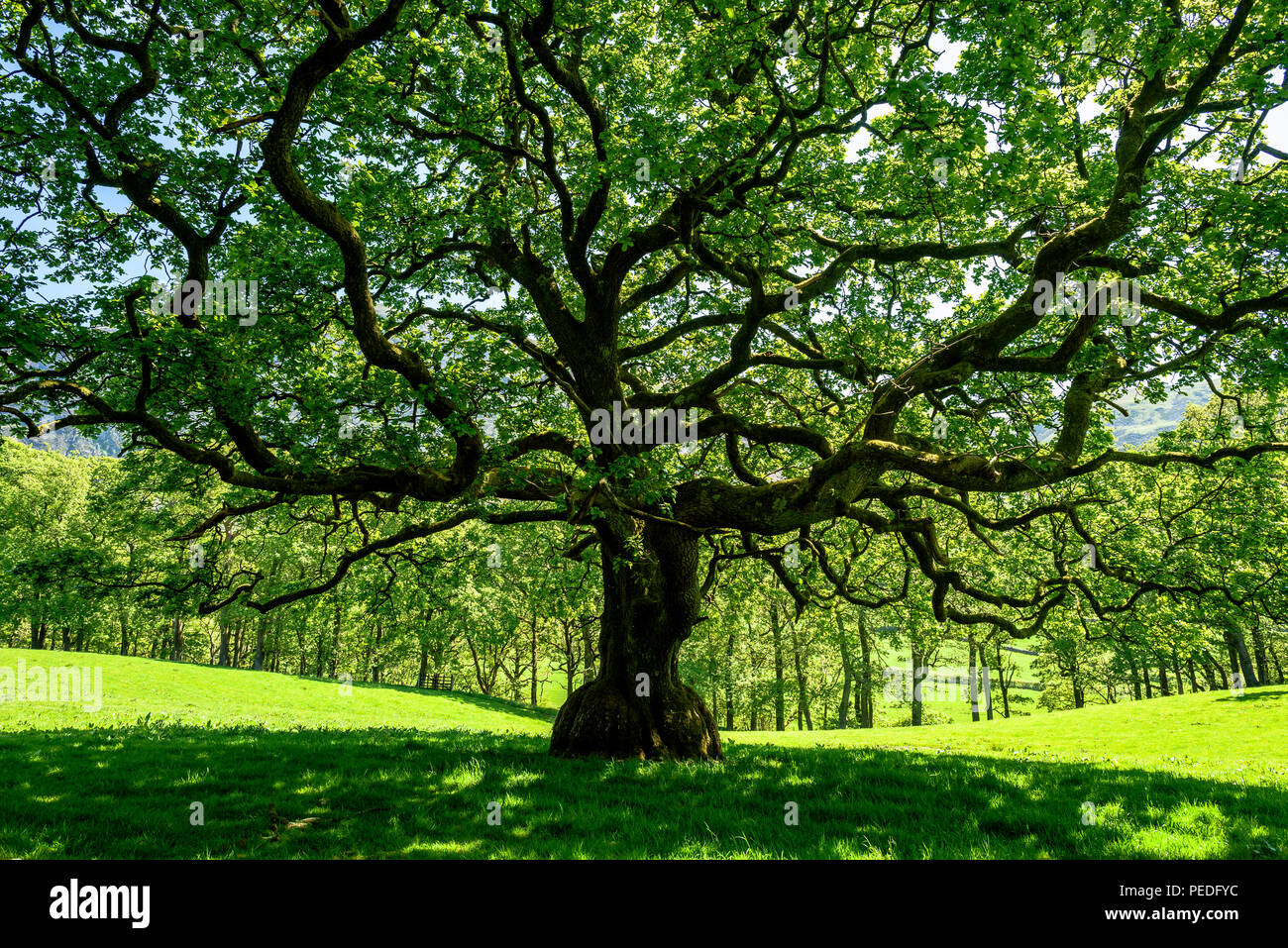 A tree backlit by sunlight in Wasdale, Lake District, Cumbria Stock ...
