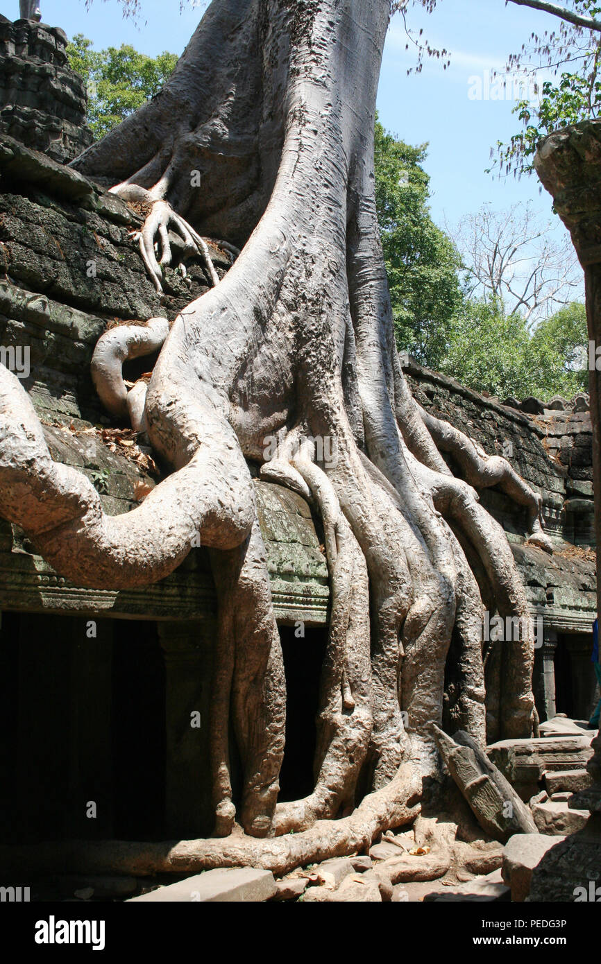 Tree at Ta Prohm temple, Angkor, Siem Reap, Cambodia Stock Photo - Alamy