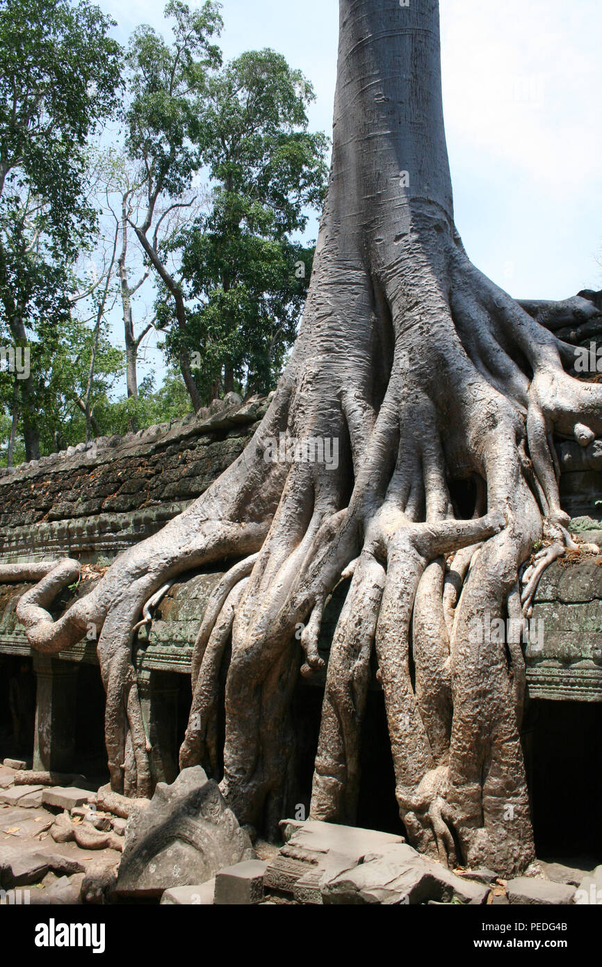 Thitpok tree hi-res stock photography and images - Alamy
