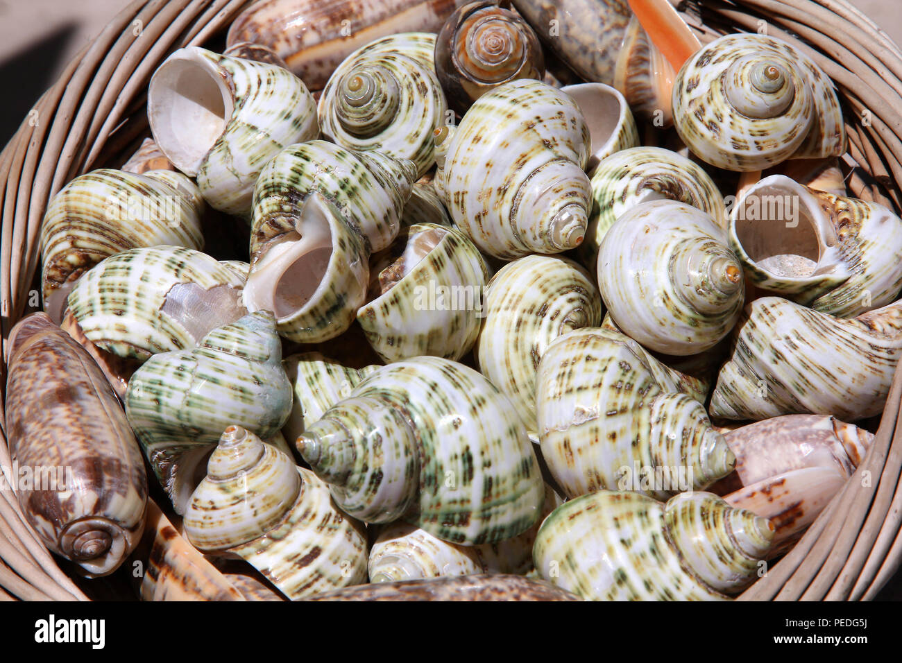 Croatian shells hi-res stock photography and images - Alamy