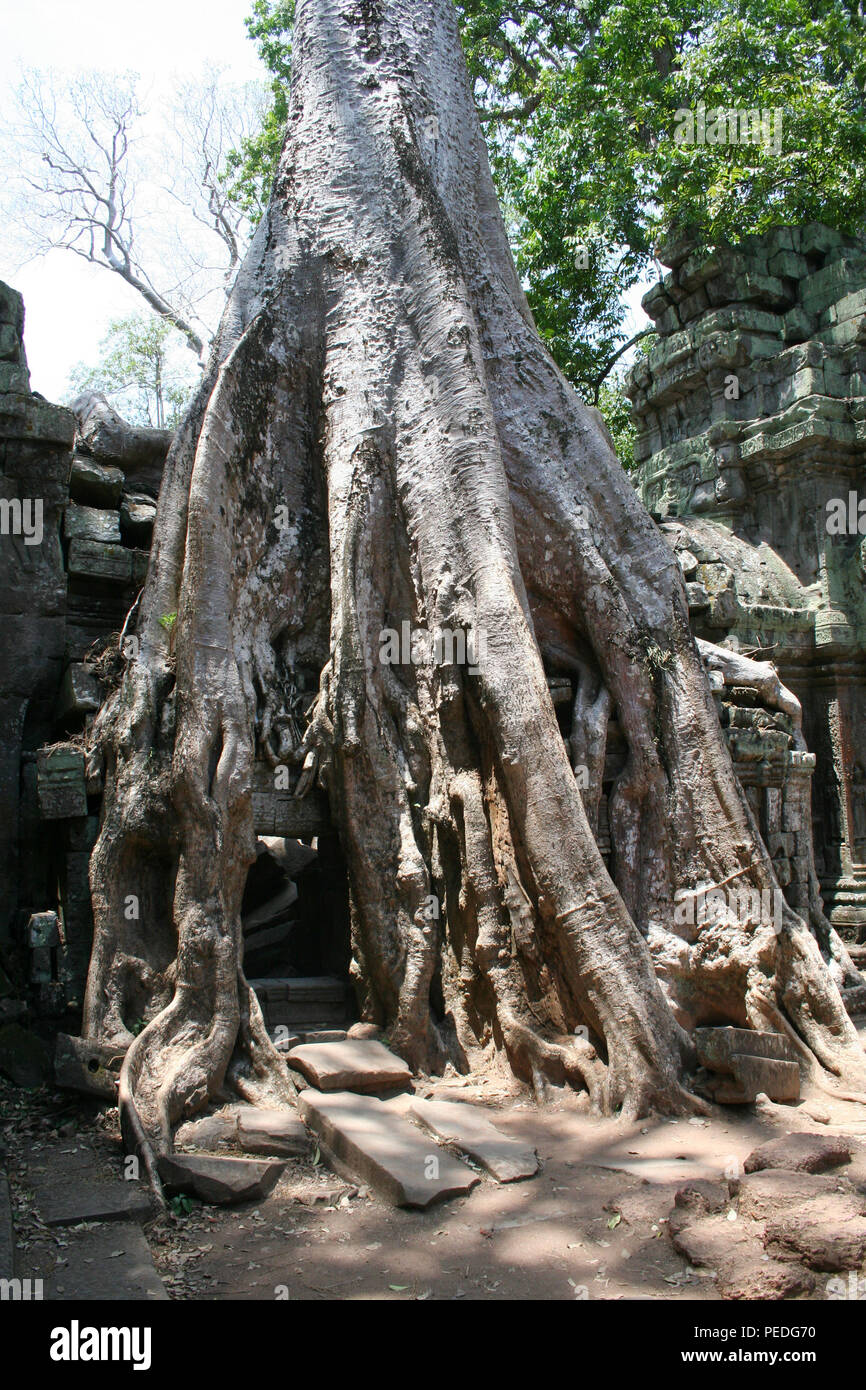 Ta prohm strangler fig tree hi-res stock photography and images - Alamy