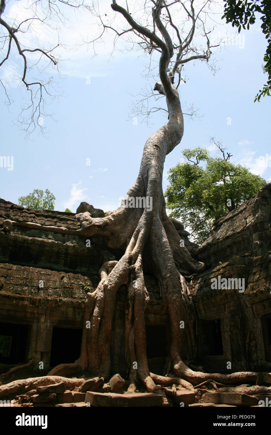Ta prohm strangler fig tree hi-res stock photography and images - Alamy