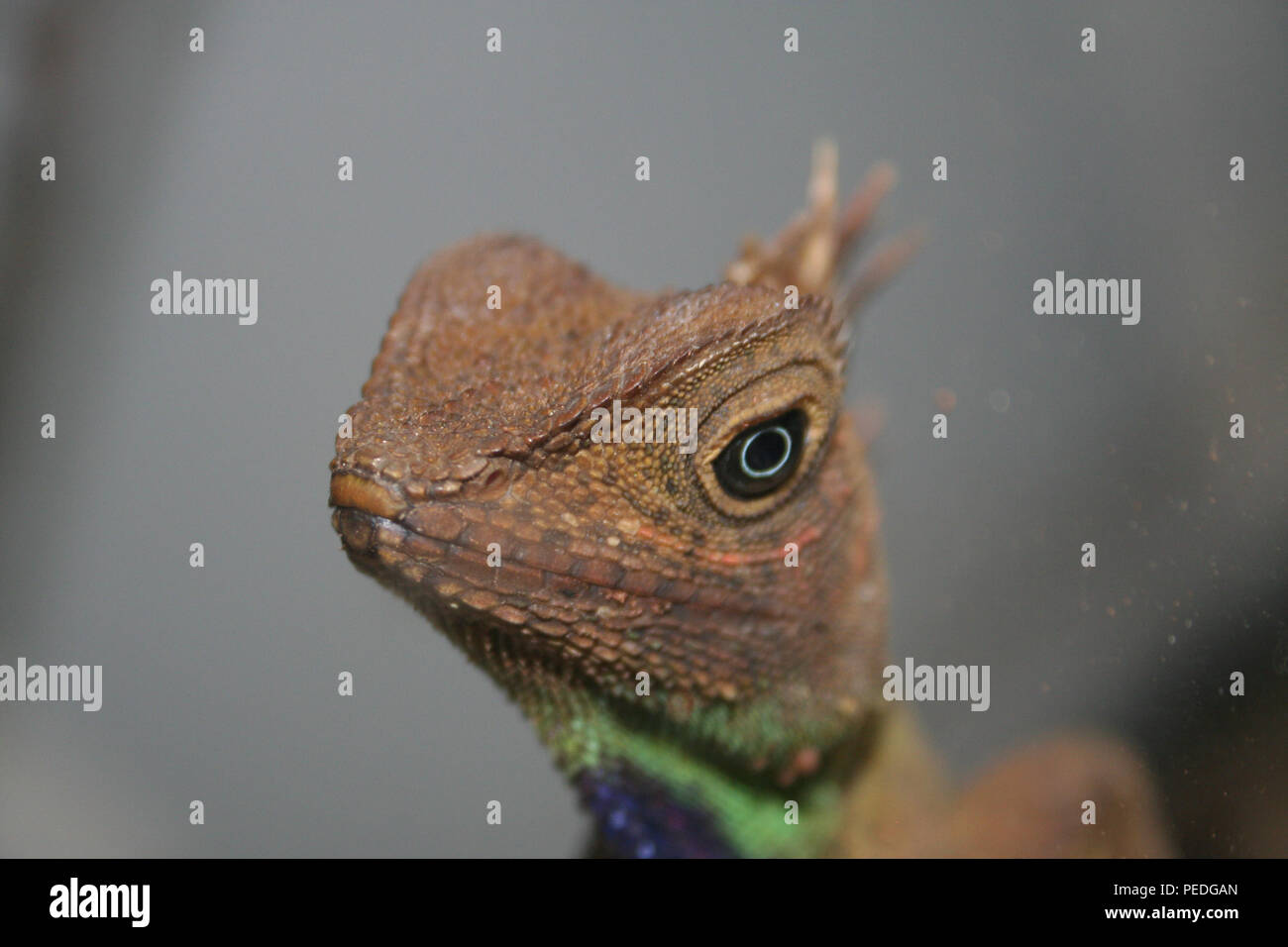 Malayan Crested Dragon Lizard, Cameron Highlands. Malaysia Stock Photo - Alamy