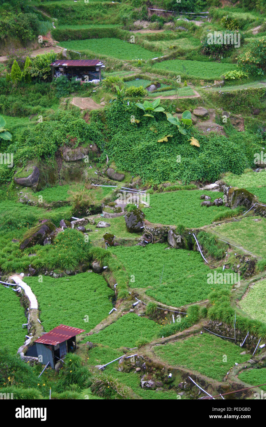 Tiered vegetable fields, Cameron Highlands, Malaysia Stock Photo - Alamy