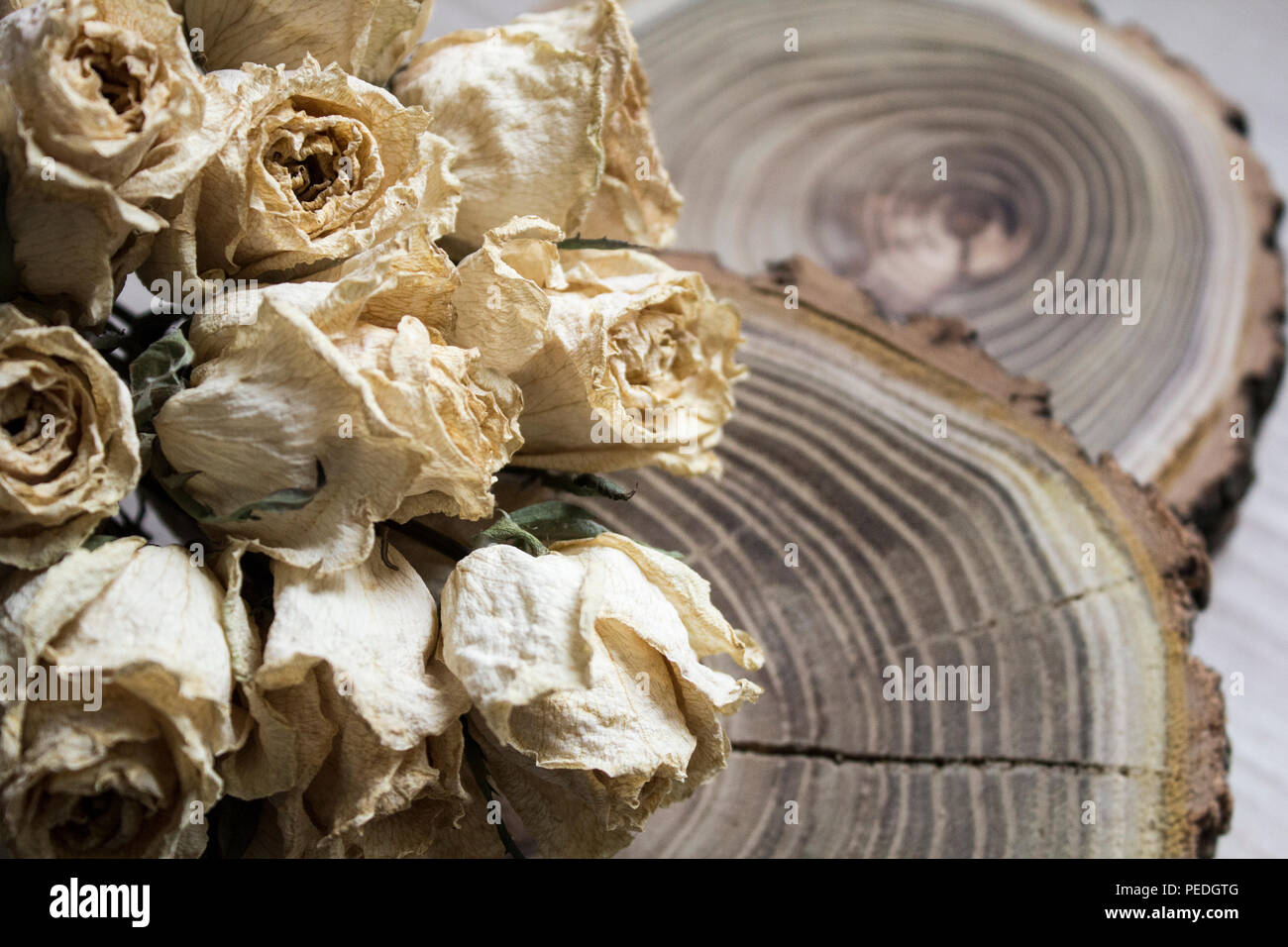 The cut wood with dried roses; dry roses on a cut tree. Vintage ...