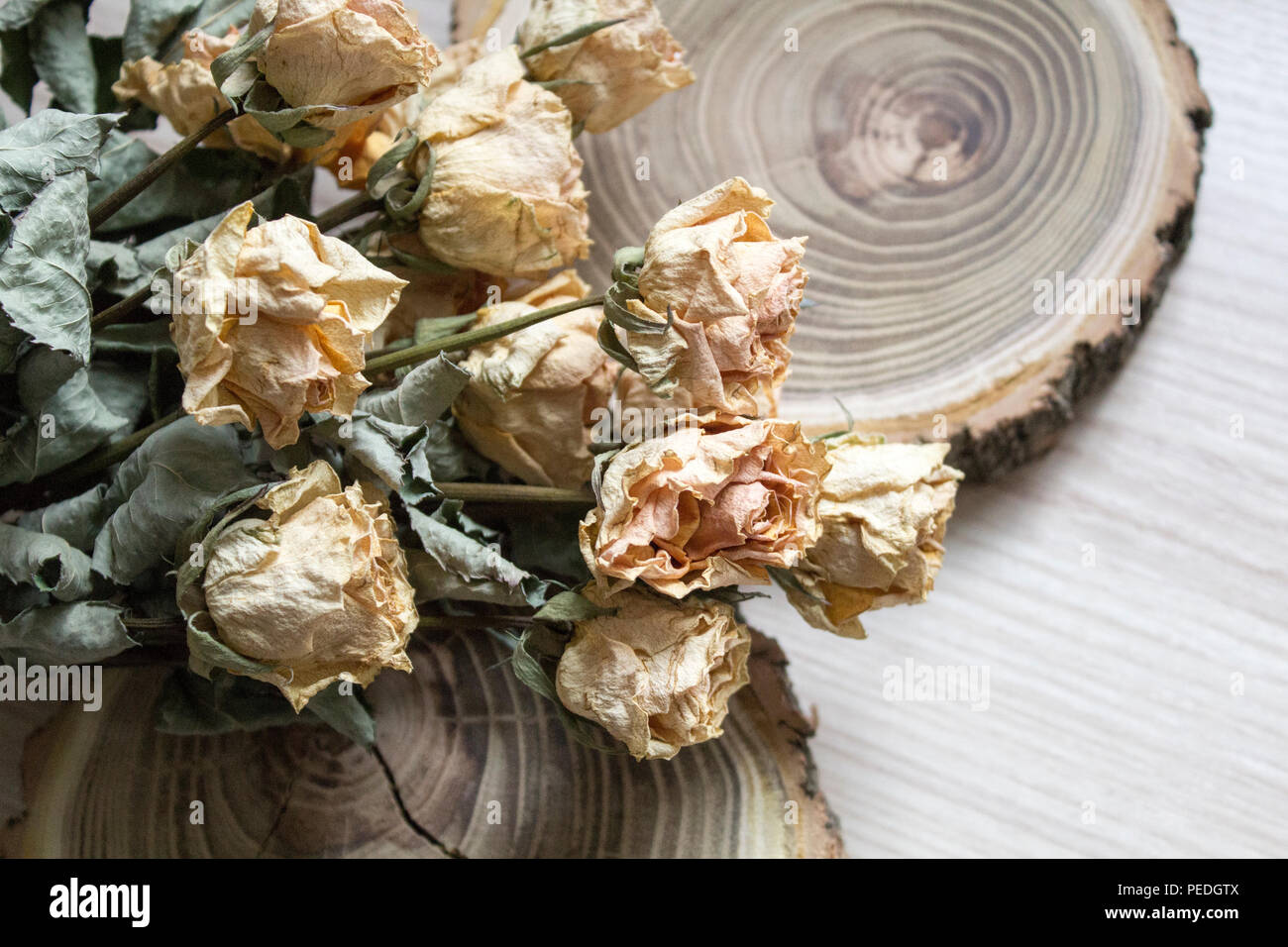 The cut wood with dried roses; dry roses on a cut tree. Vintage ...