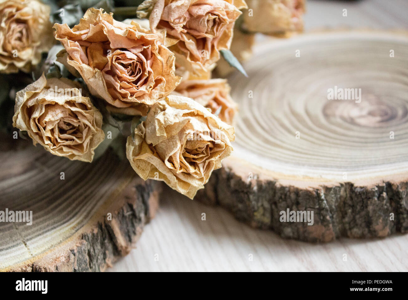 The cut wood with dried roses; dry roses on a cut tree. Vintage ...