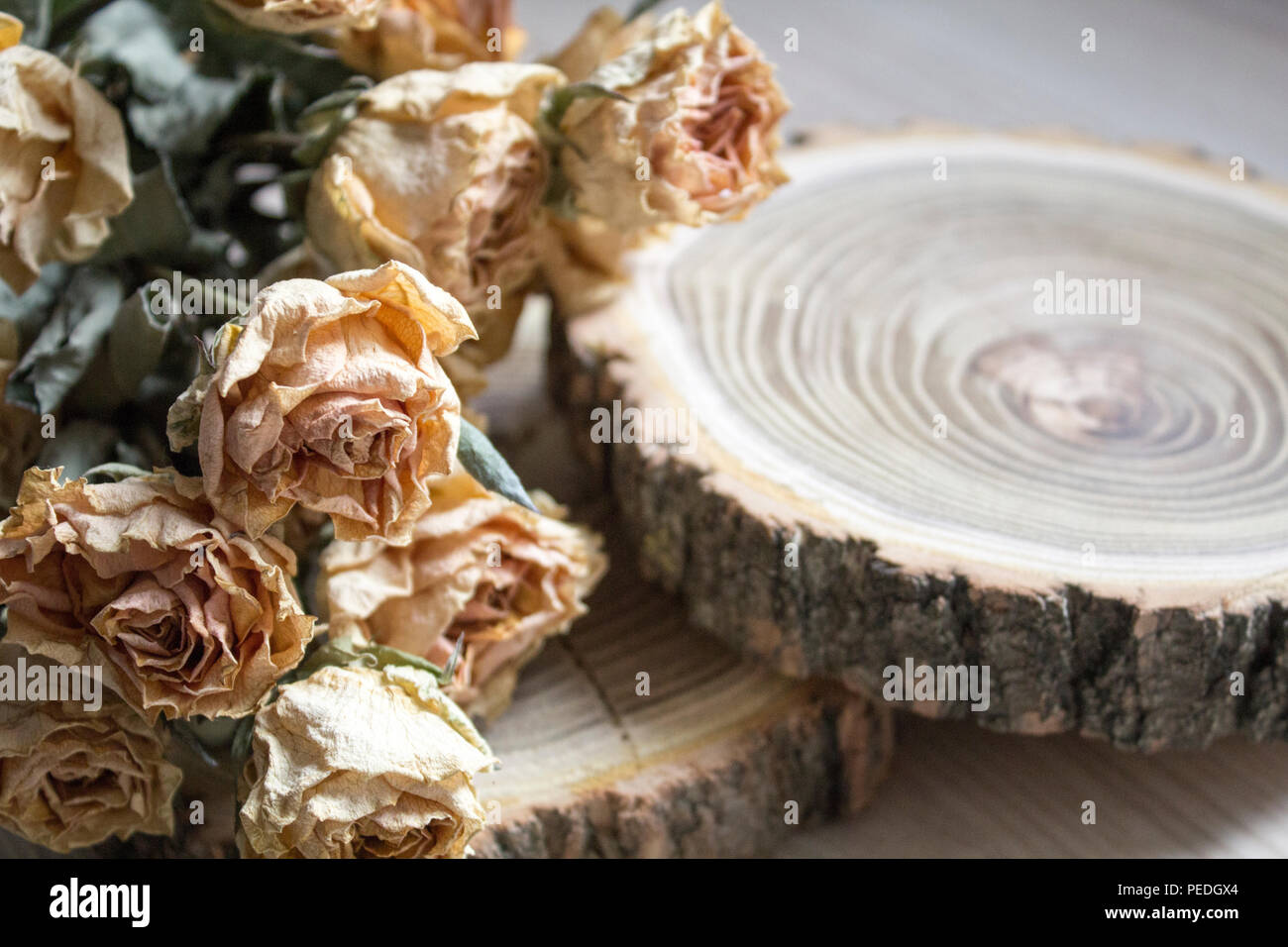 The cut wood with dried roses; dry roses on a cut tree. Vintage ...