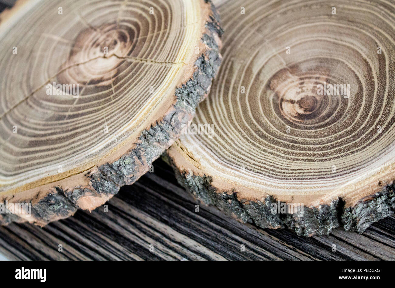 Cross section of the tree, decor element Stock Photo - Alamy