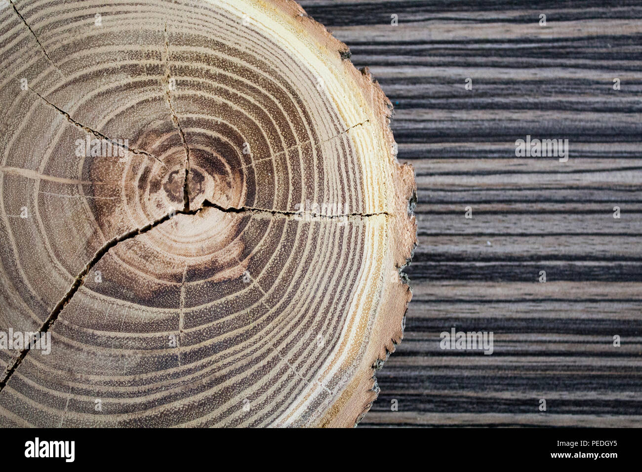 Cross section of the tree, decor element Stock Photo - Alamy