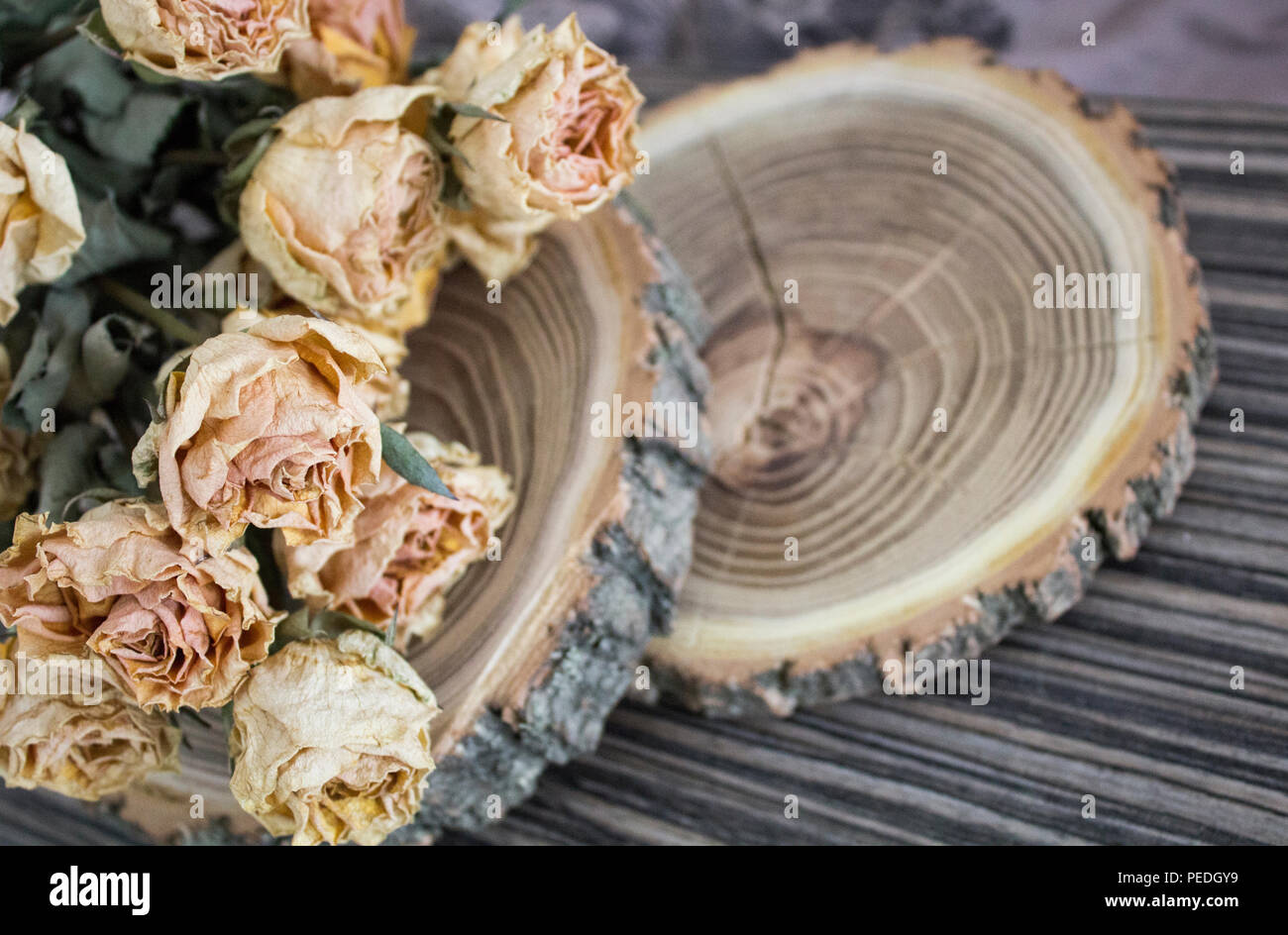 The cut wood with dried roses; dry roses on a cut tree. Vintage ...