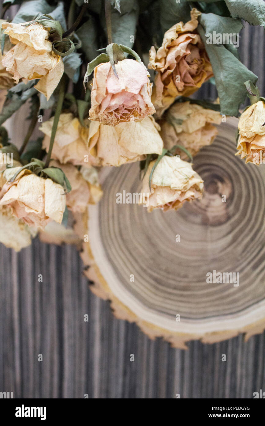The cut wood with dried roses; dry roses on a cut tree. Vintage ...