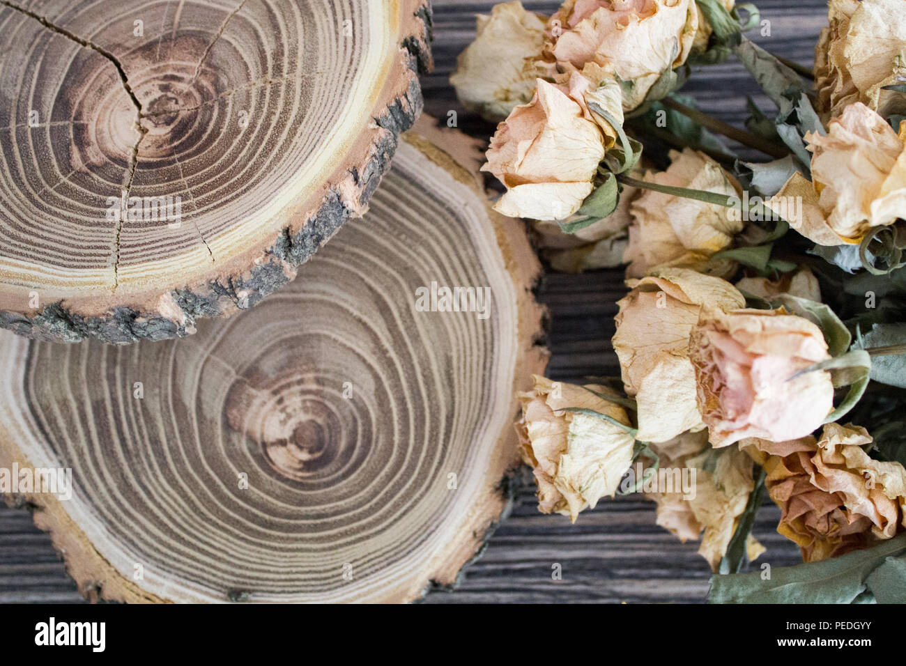 The cut wood with dried roses; dry roses on a cut tree. Vintage ...