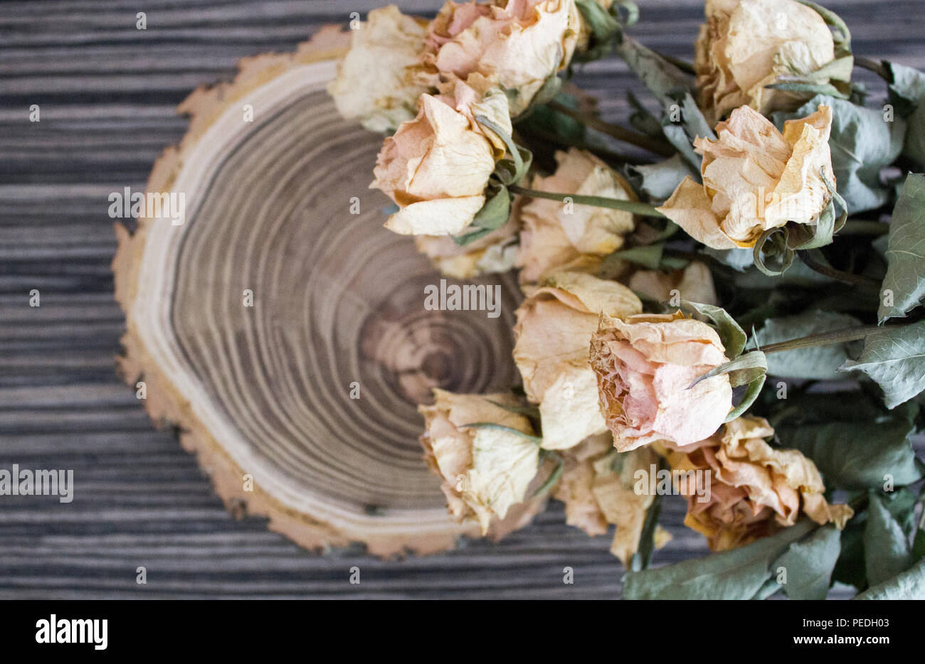 The cut wood with dried roses; dry roses on a cut tree. Vintage ...