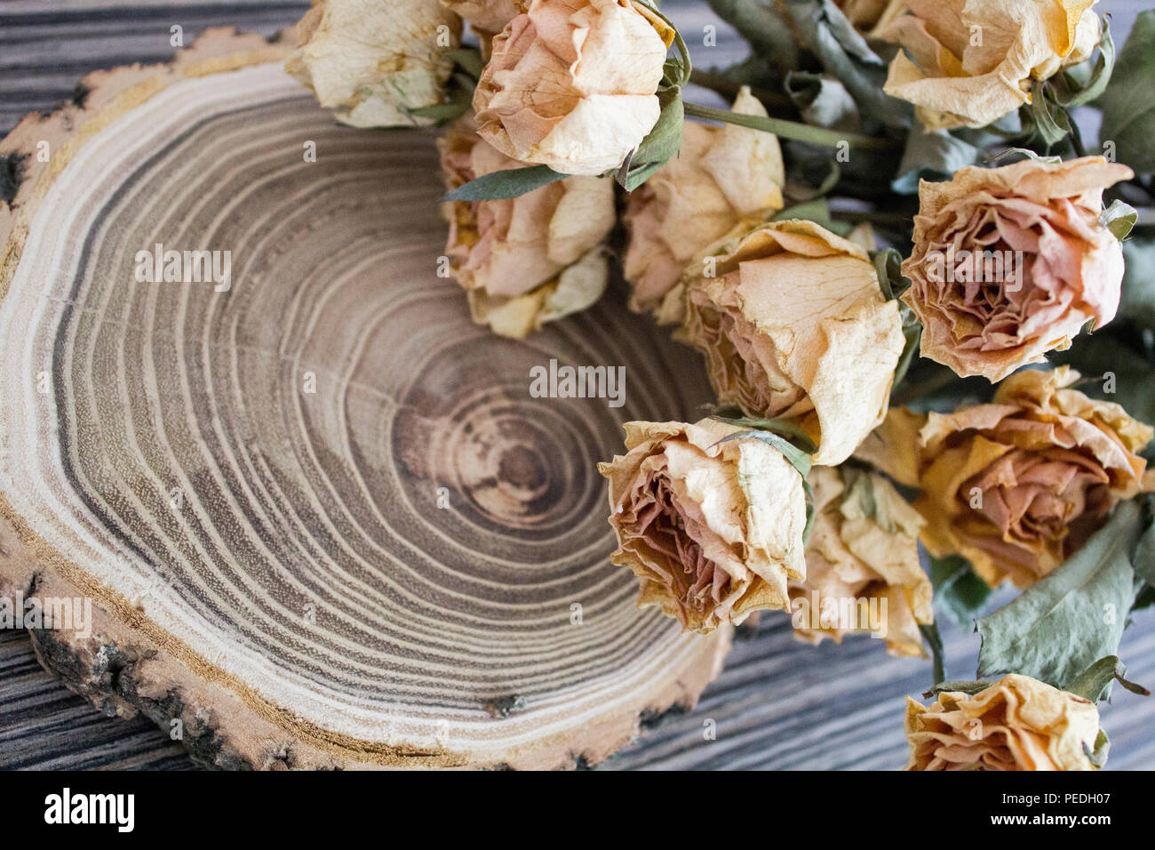 The cut wood with dried roses; dry roses on a cut tree. Vintage ...