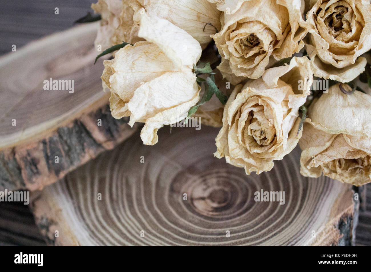 The cut wood with dried roses; dry roses on a cut tree. Vintage ...