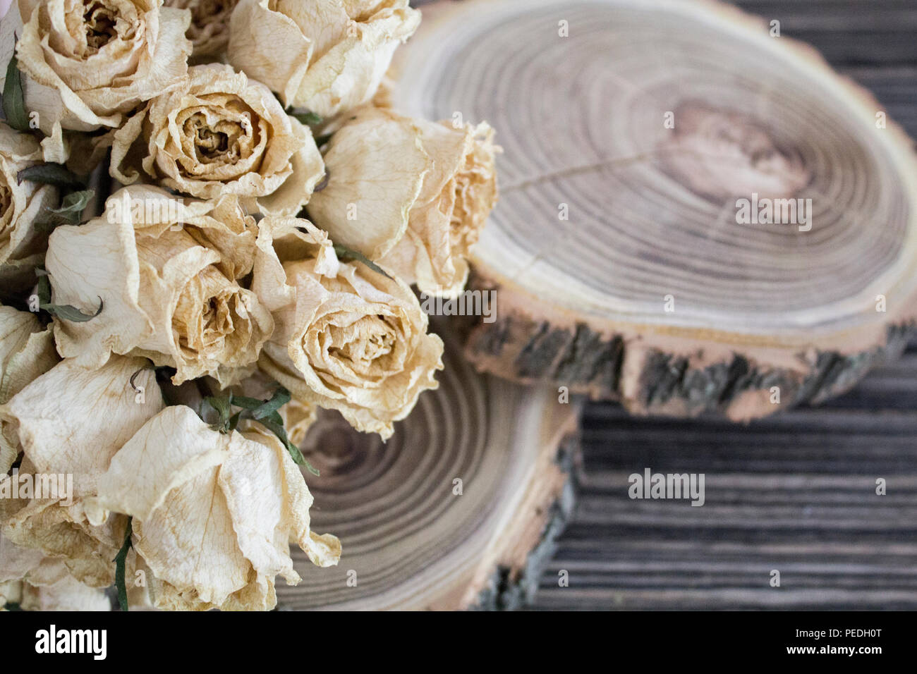 The cut wood with dried roses; dry roses on a cut tree. Vintage ...