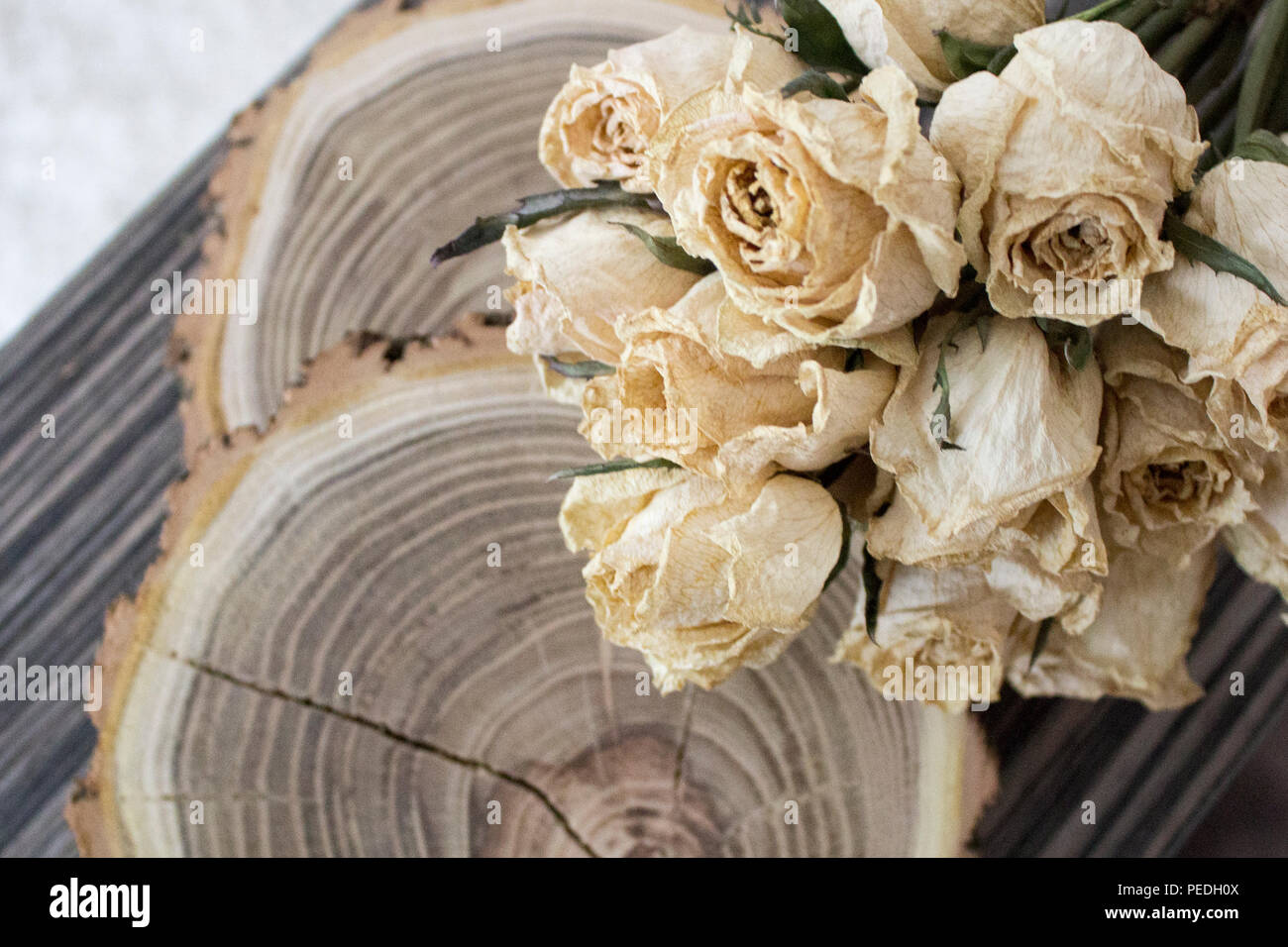 The cut wood with dried roses; dry roses on a cut tree. Vintage ...