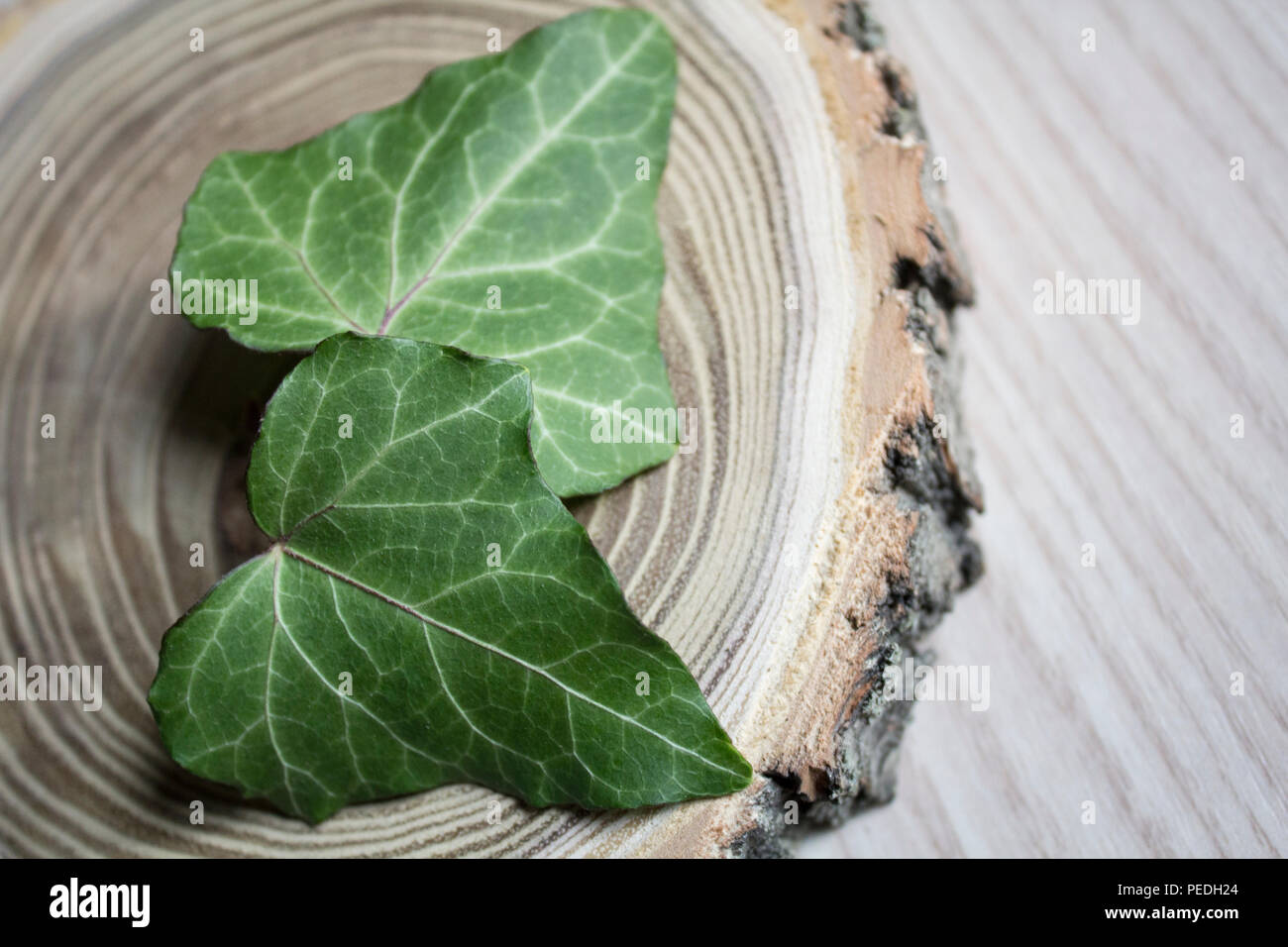The cut trees and branches of ivy. Stylish decoration. Vintage Stock ...