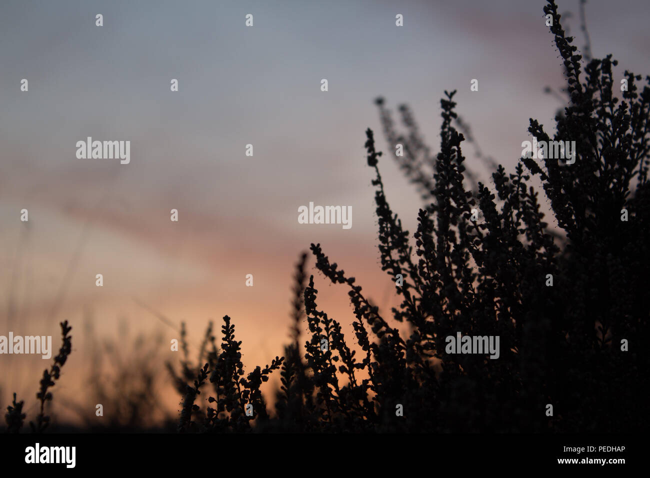 Silhouette sunset, Holland Stock Photo - Alamy