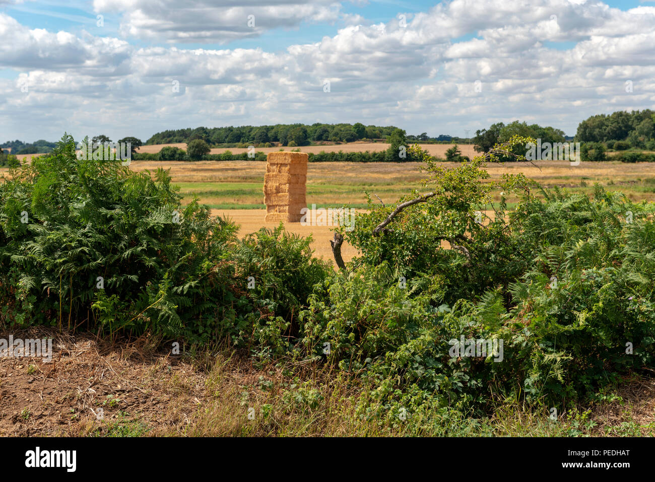 English countryside hedgerow hi-res stock photography and images - Alamy