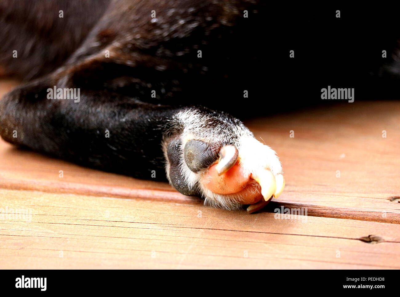 High paw hi-res stock photography and images - Alamy