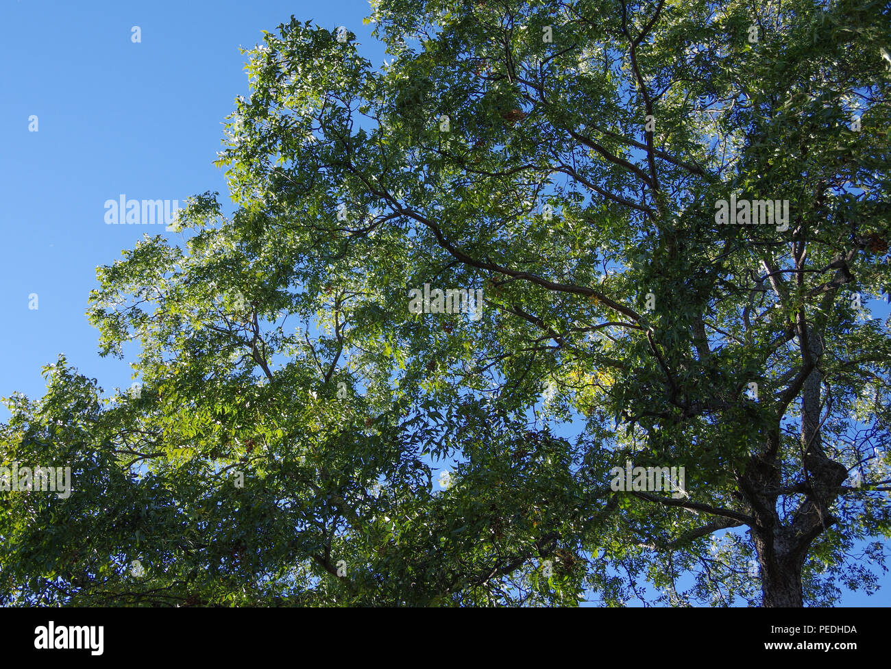 Pecan Tree High Resolution Stock Photography and Images - Alamy