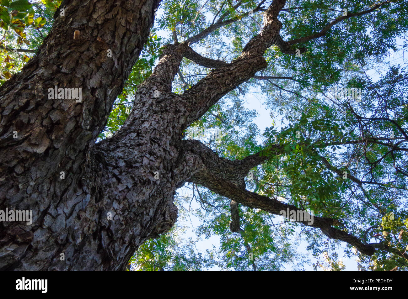 Pecan Tree Trunk Looking Up to Tree Top Stock Photo - Alamy