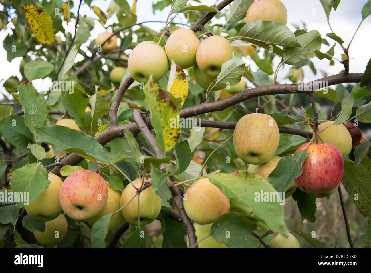 Whole apple tree apples hi-res stock photography and images - Alamy