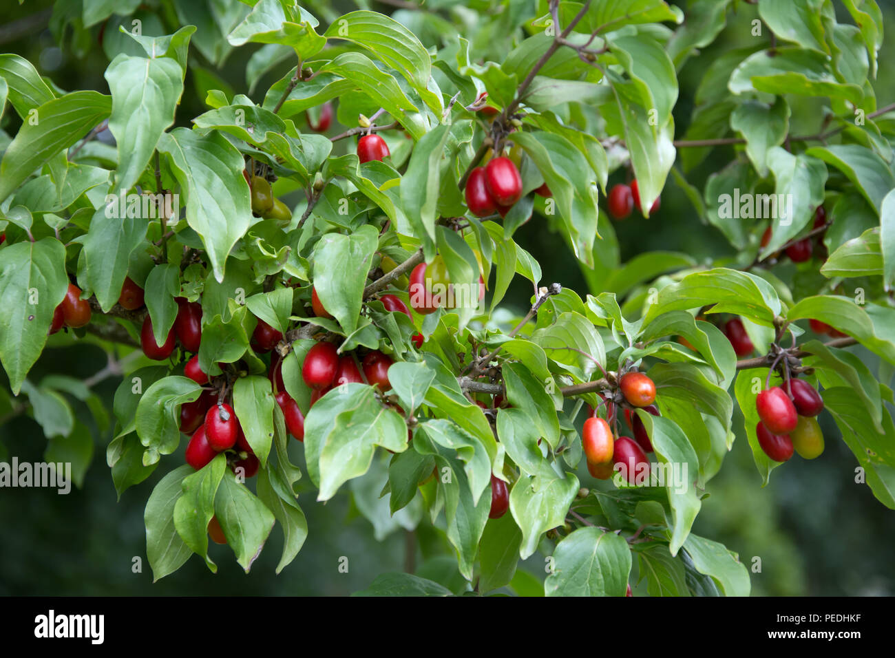 Dogberry tree hi-res stock photography and images - Alamy