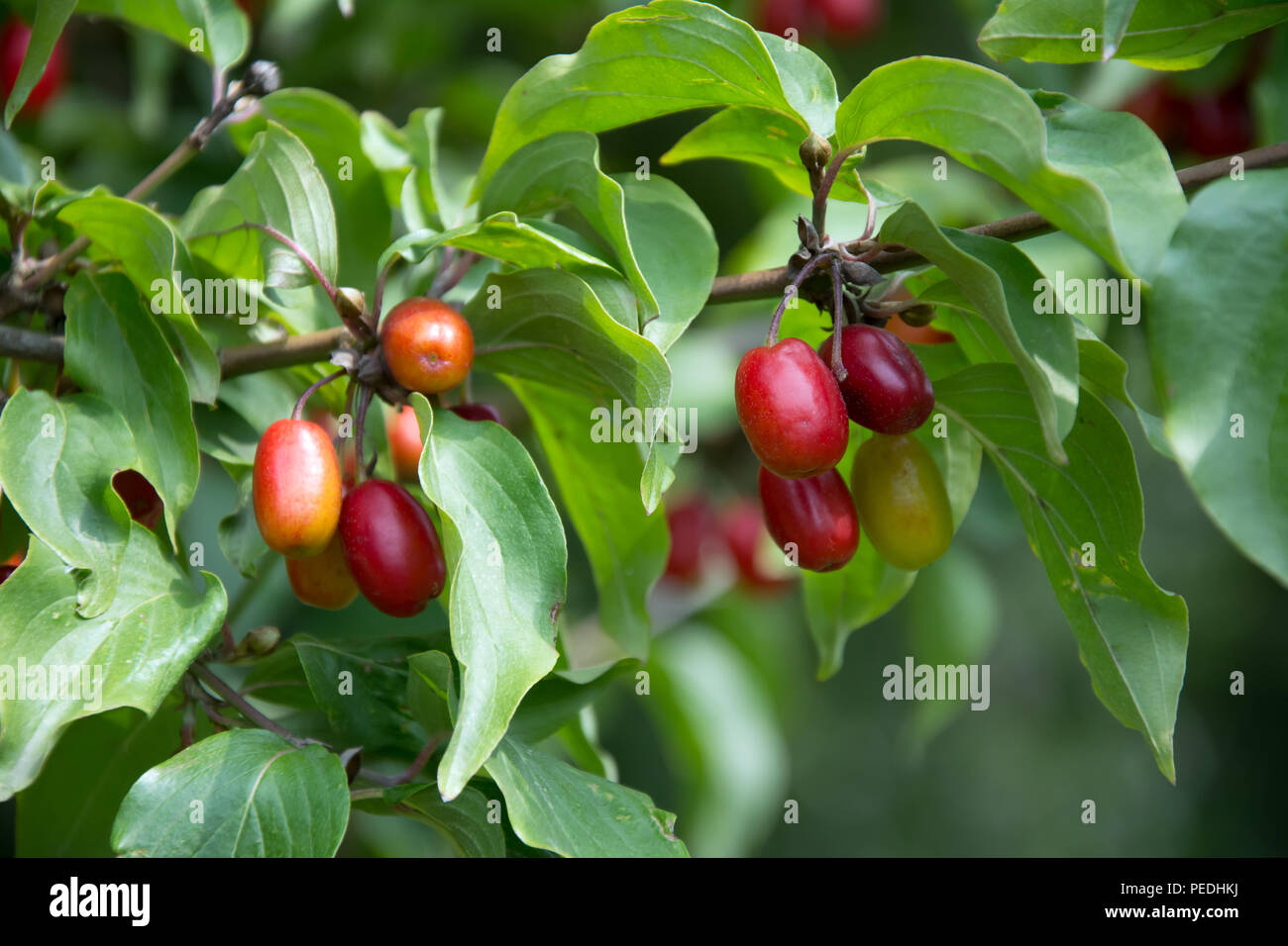 Dogberry Tree High Resolution Stock Photography and Images - Alamy