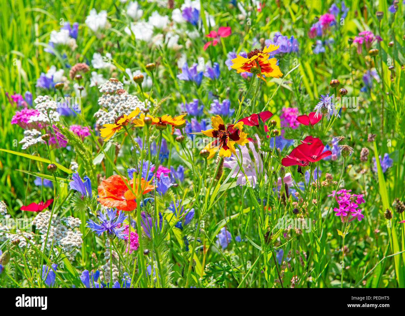 Beautiful background of a summer meadow with wildflowers Stock Photo ...