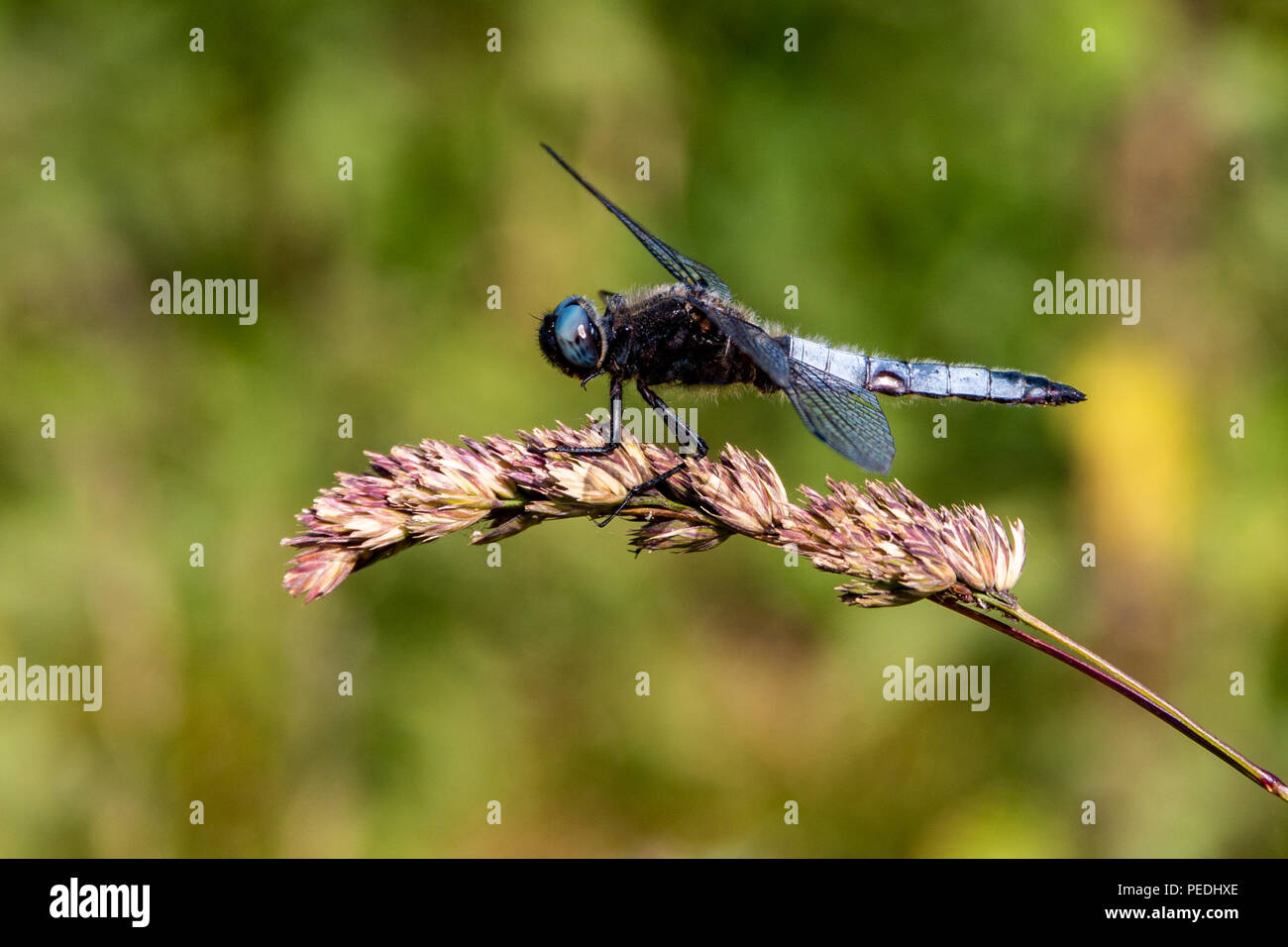 Scarce Chaser Dragonfly Stock Photo - Alamy