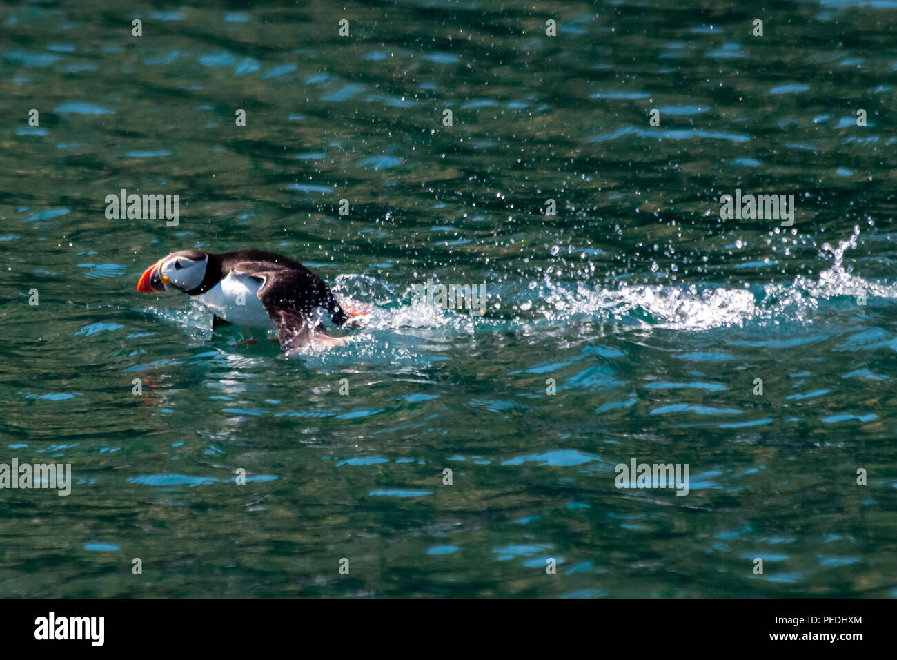 Puffin on water Stock Photo - Alamy