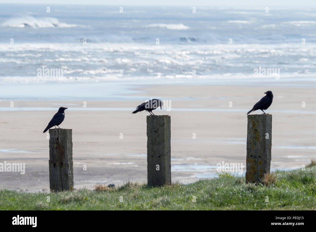 Three crows sitting on wooden posts at the beach Stock Photo - Alamy