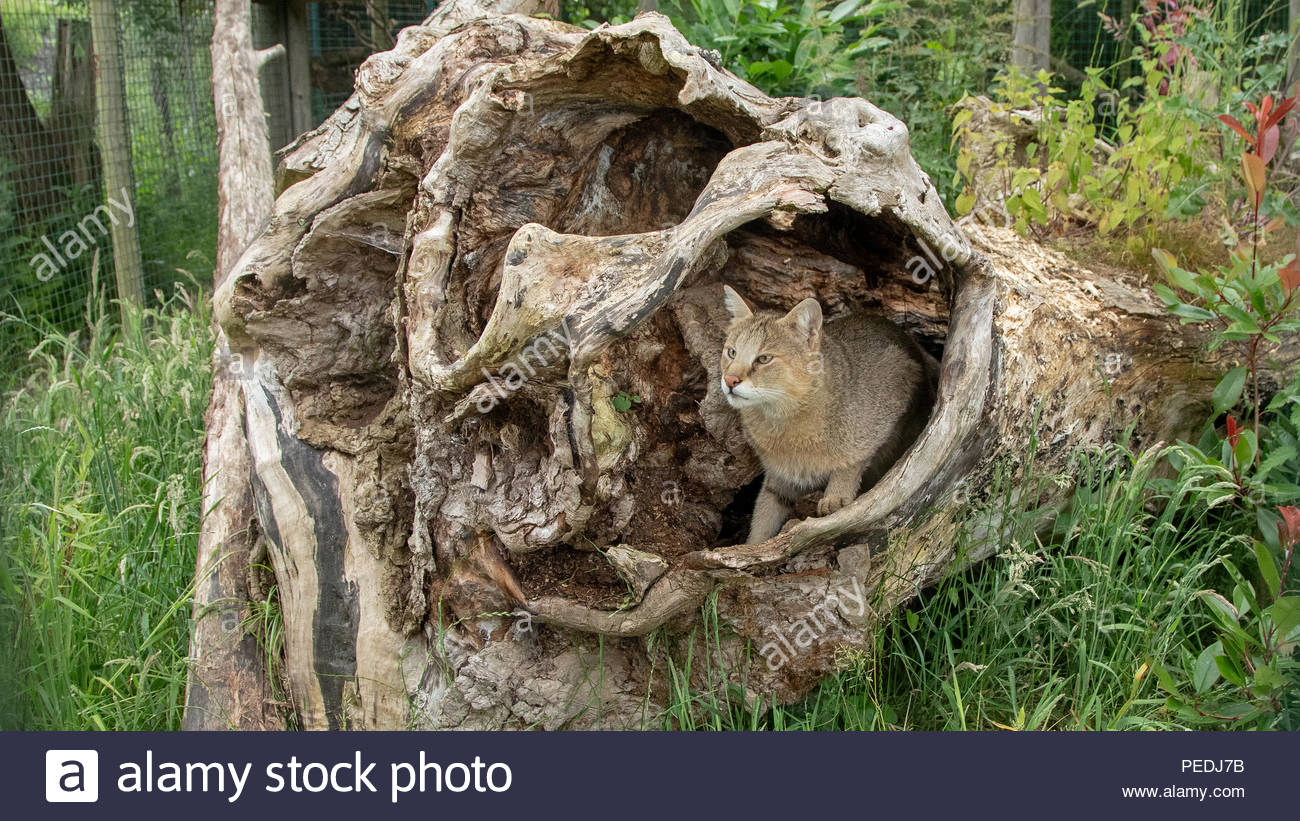 Swamp Cat Stock Photos & Swamp Cat Stock Images - Alamy