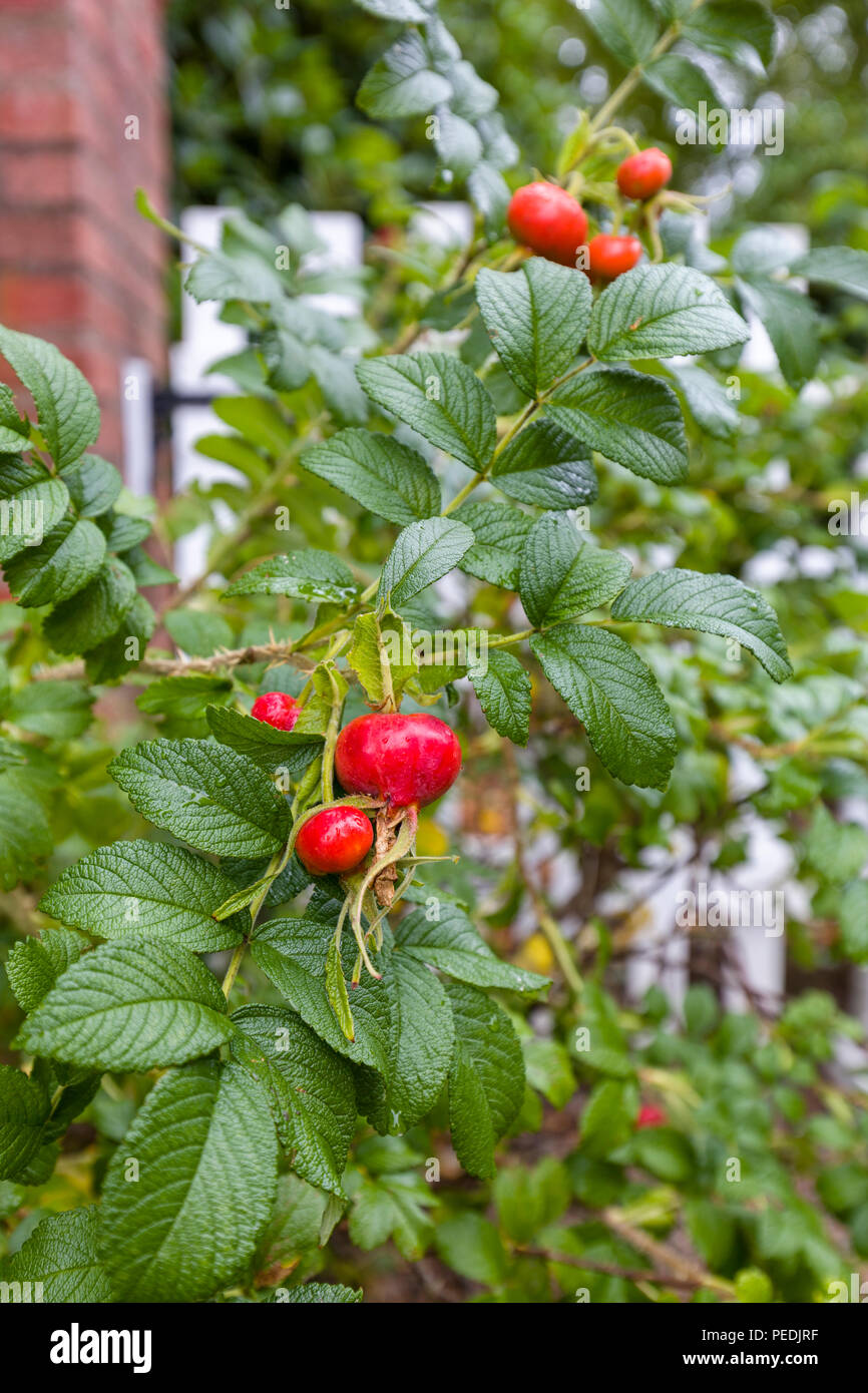 Rose haw hi-res stock photography and images - Alamy