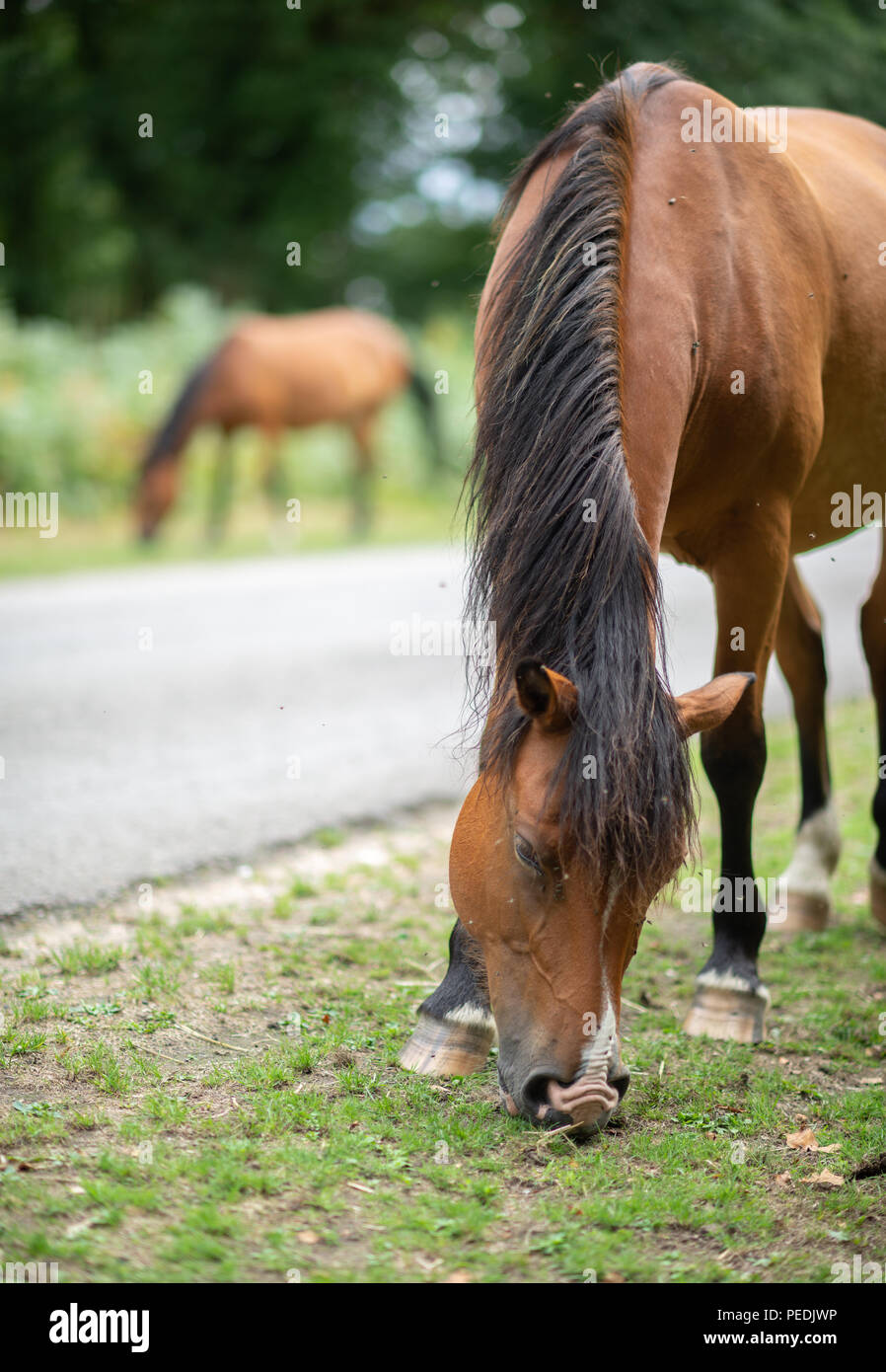 Two tan and black New Forest ponies grazing by the roadside. Soft ...