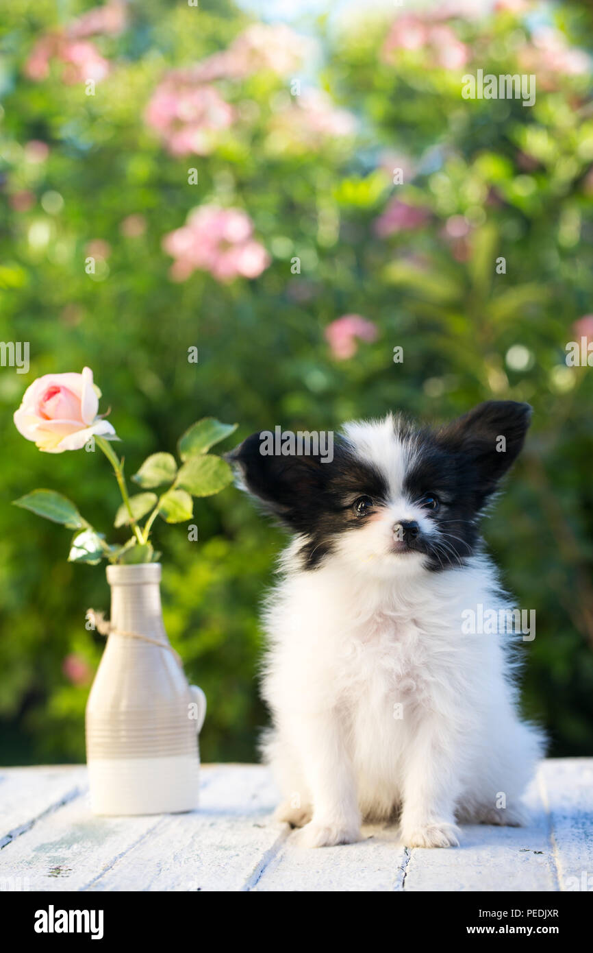 Beautiful puppy of the Papillon breed in the summer garden Stock Photo ...