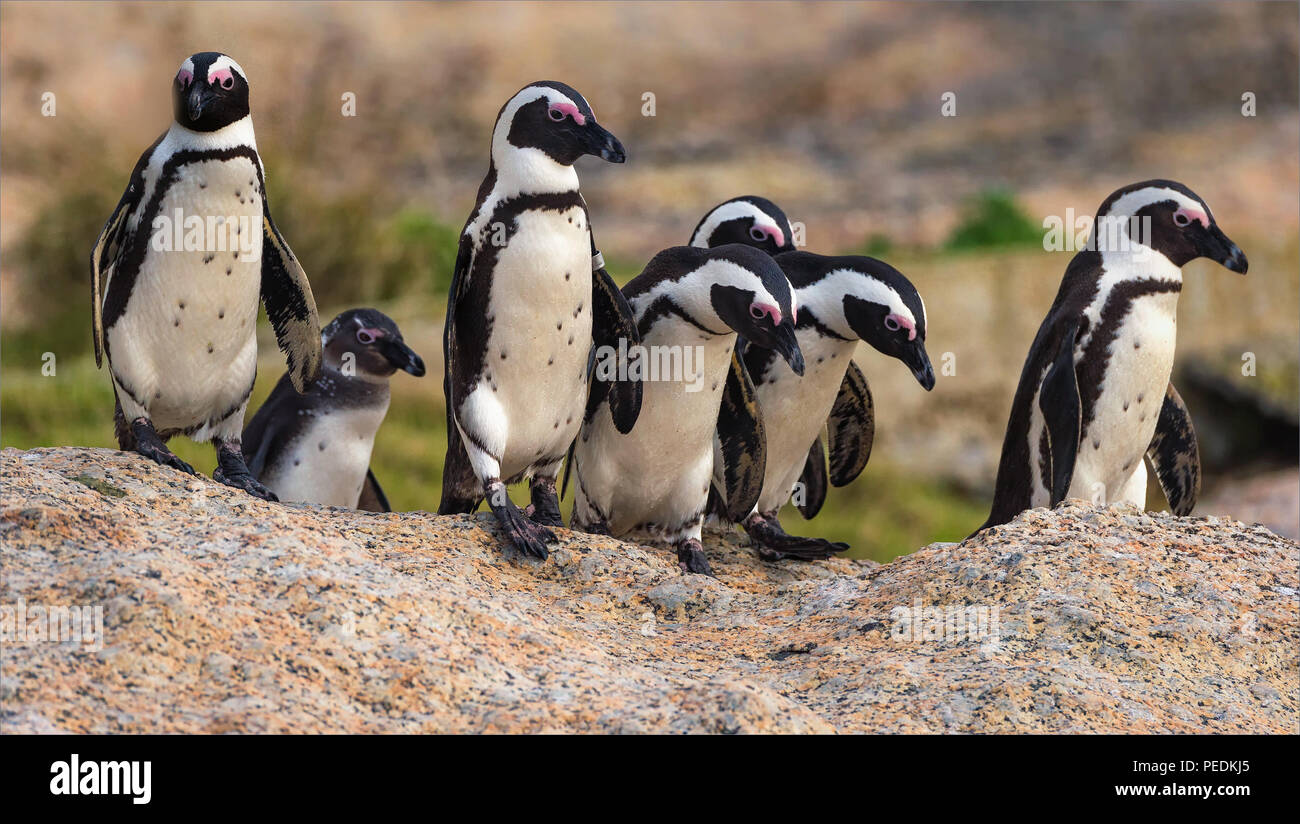 African Penguins walking together in group to fishing grounds Stock ...