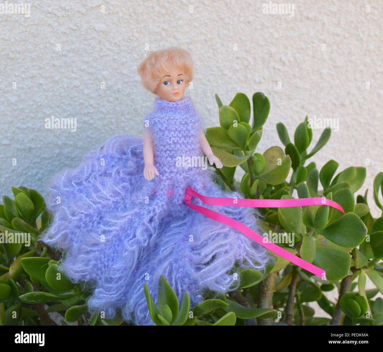 Dolls eyes plant hi-res stock photography and images - Alamy