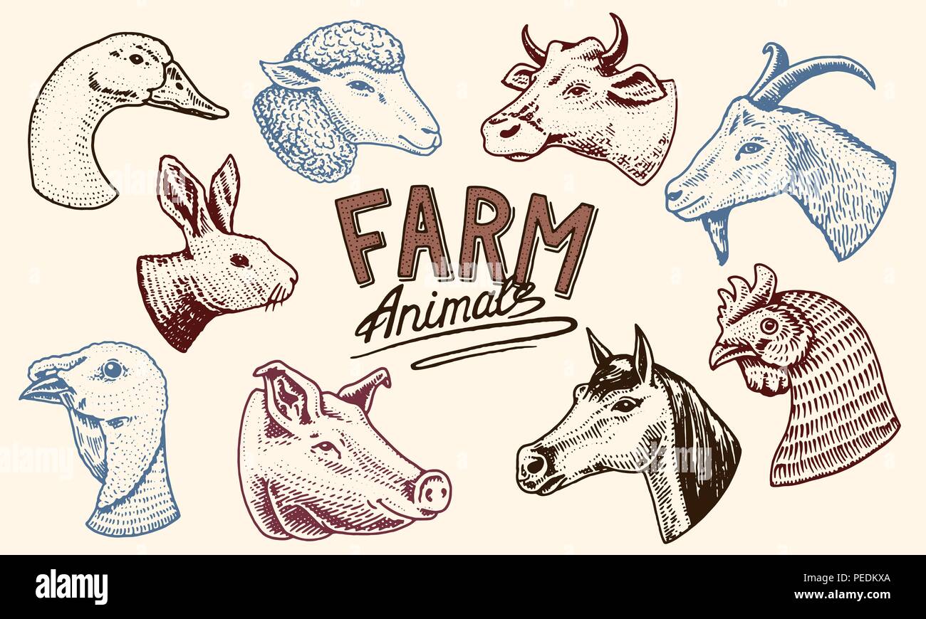 Cow horse rabbit goose Stock Vector Images - Alamy