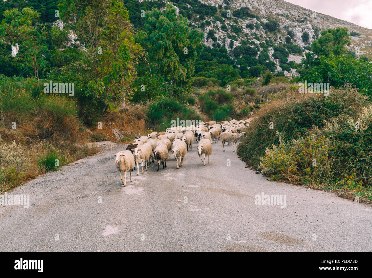 Flock of long haired sheep with bald heads crossing the street on the ...