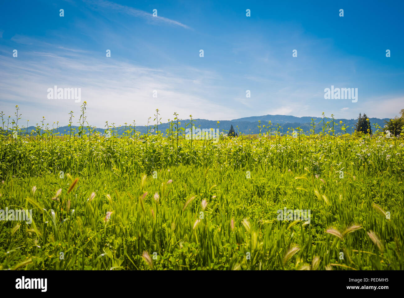 American tradicional landscape in countryside Stock Photo - Alamy