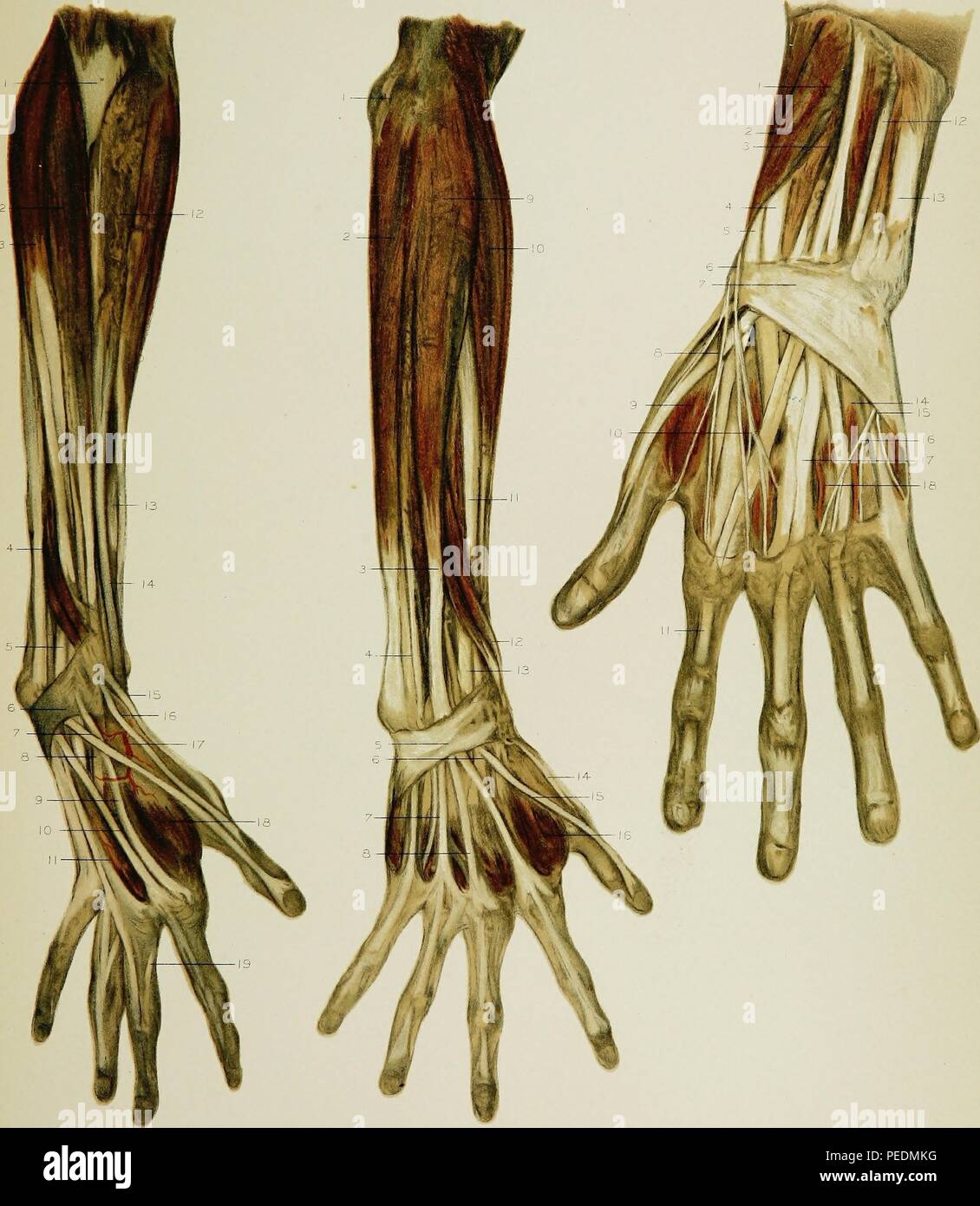 Color print illustrating the anatomy of the human arm and hand ...