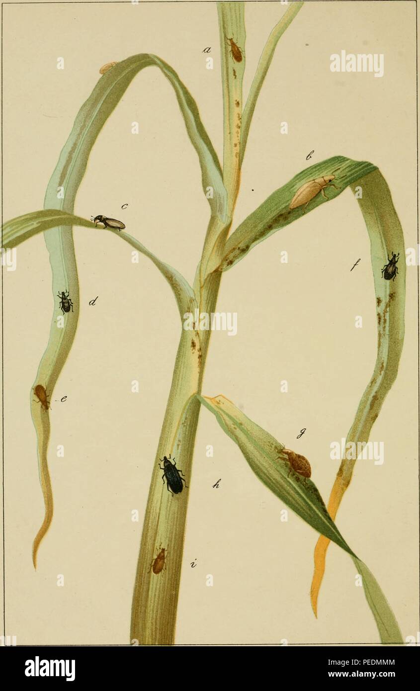 Curculionidae species hi-res stock photography and images - Alamy