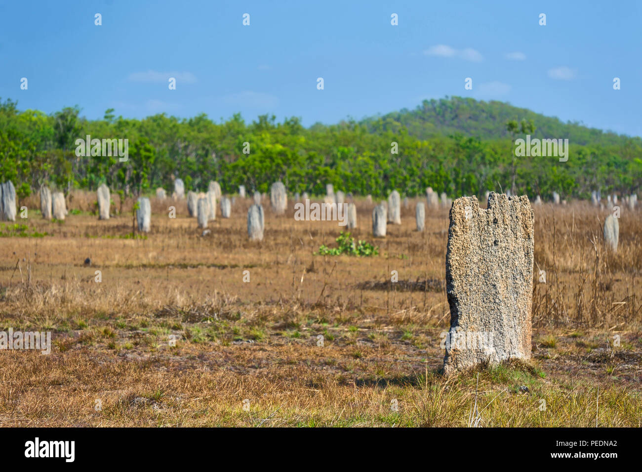 Termite mounts hi-res stock photography and images - Alamy