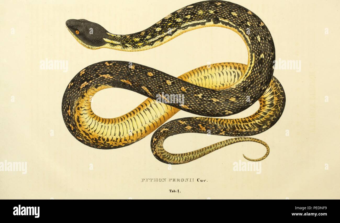 Black Snake With Yellow Diamonds
