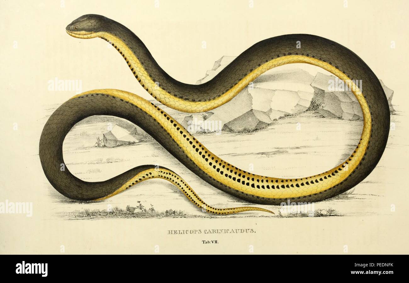 Keelback Snake Stock Photos & Keelback Snake Stock Images - Alamy