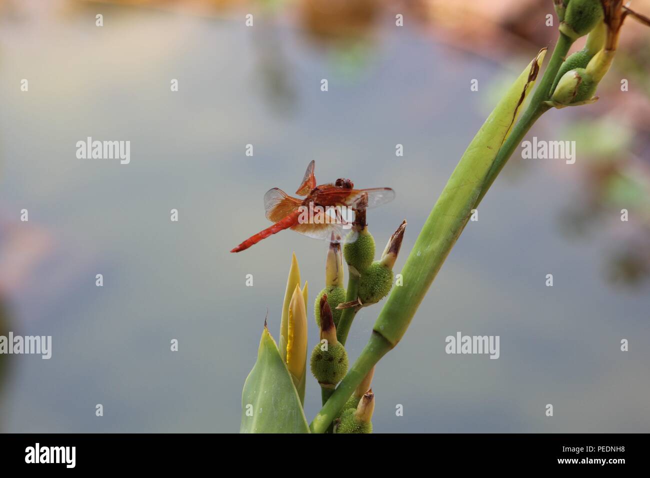 California Garden Insects Hi Res Stock Photography And Images Alamy